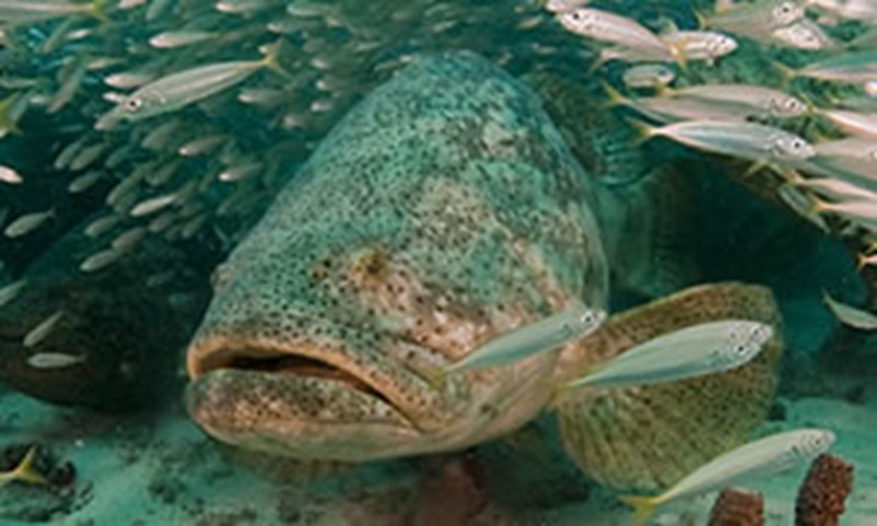 Grouper Ecology | Coastal and Marine Laboratory