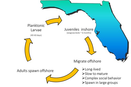 Grouper Ecology | Coastal and Marine Laboratory